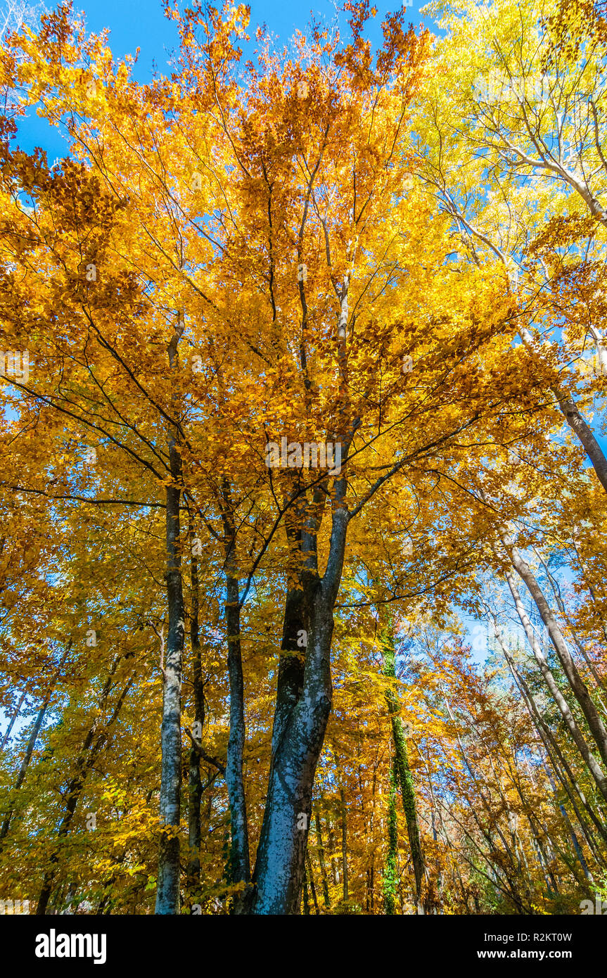 Beech tree grove hi-res stock photography and images - Alamy