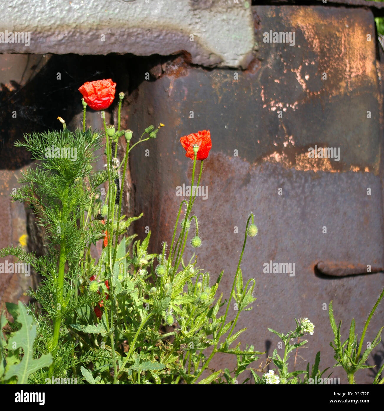 rust and red Stock Photo - Alamy