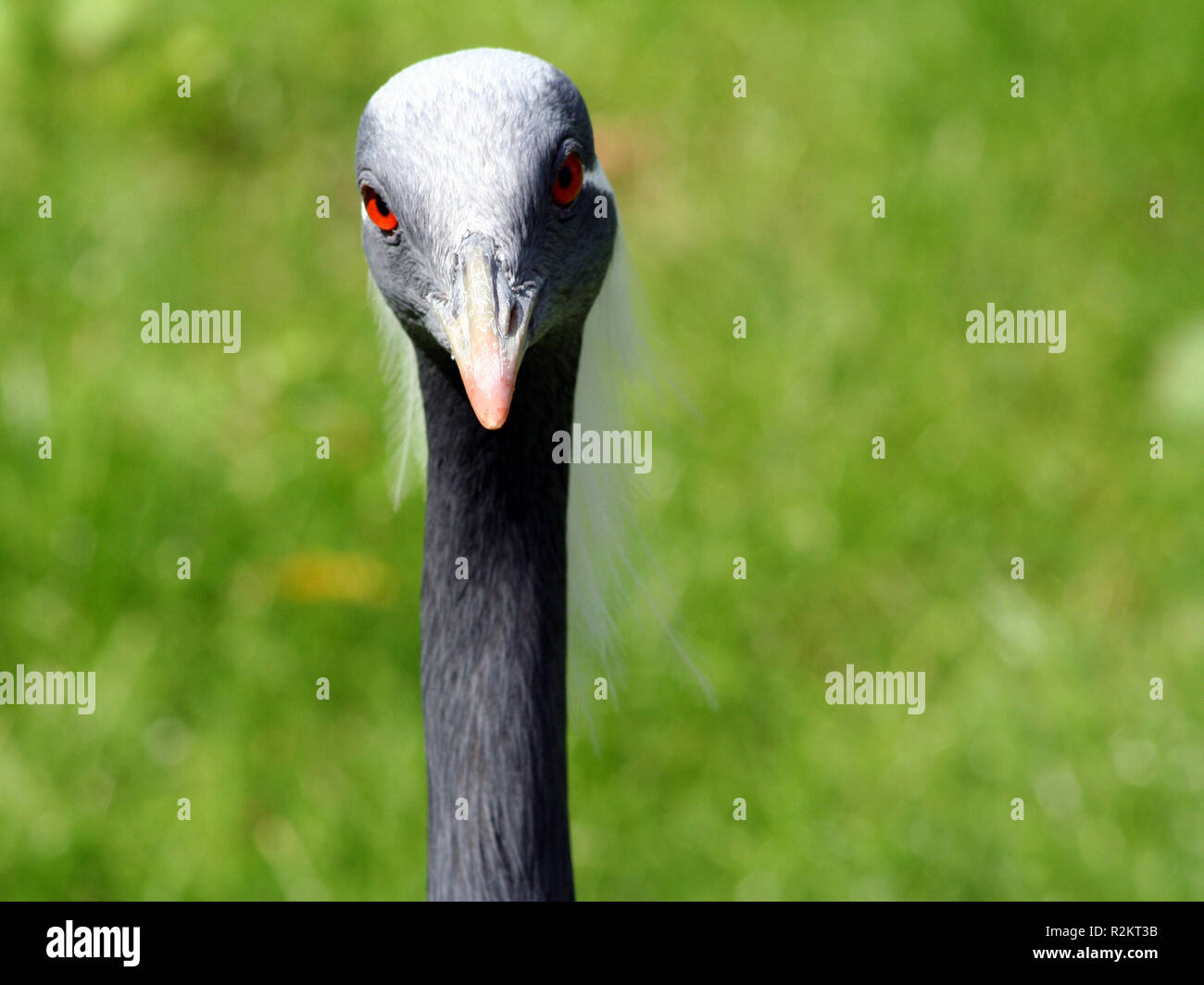 have a look Stock Photo - Alamy