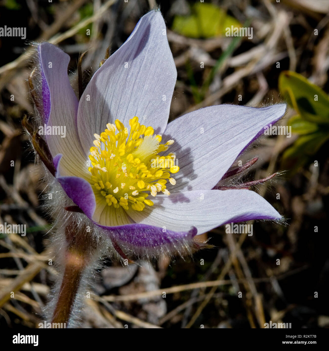 Prairie crocus canada spring hi-res stock photography and images - Alamy