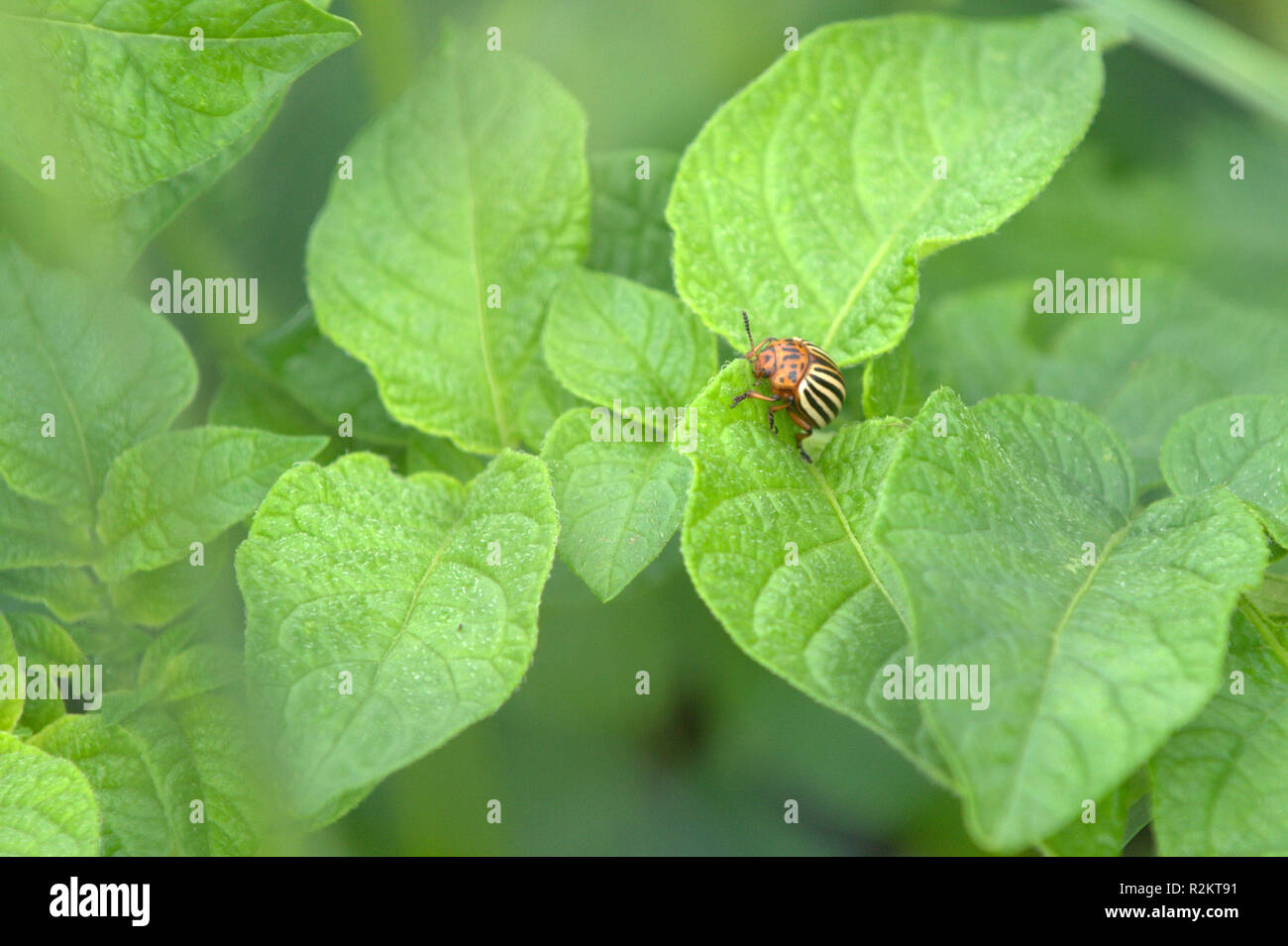 colorado potato beetle Stock Photo - Alamy
