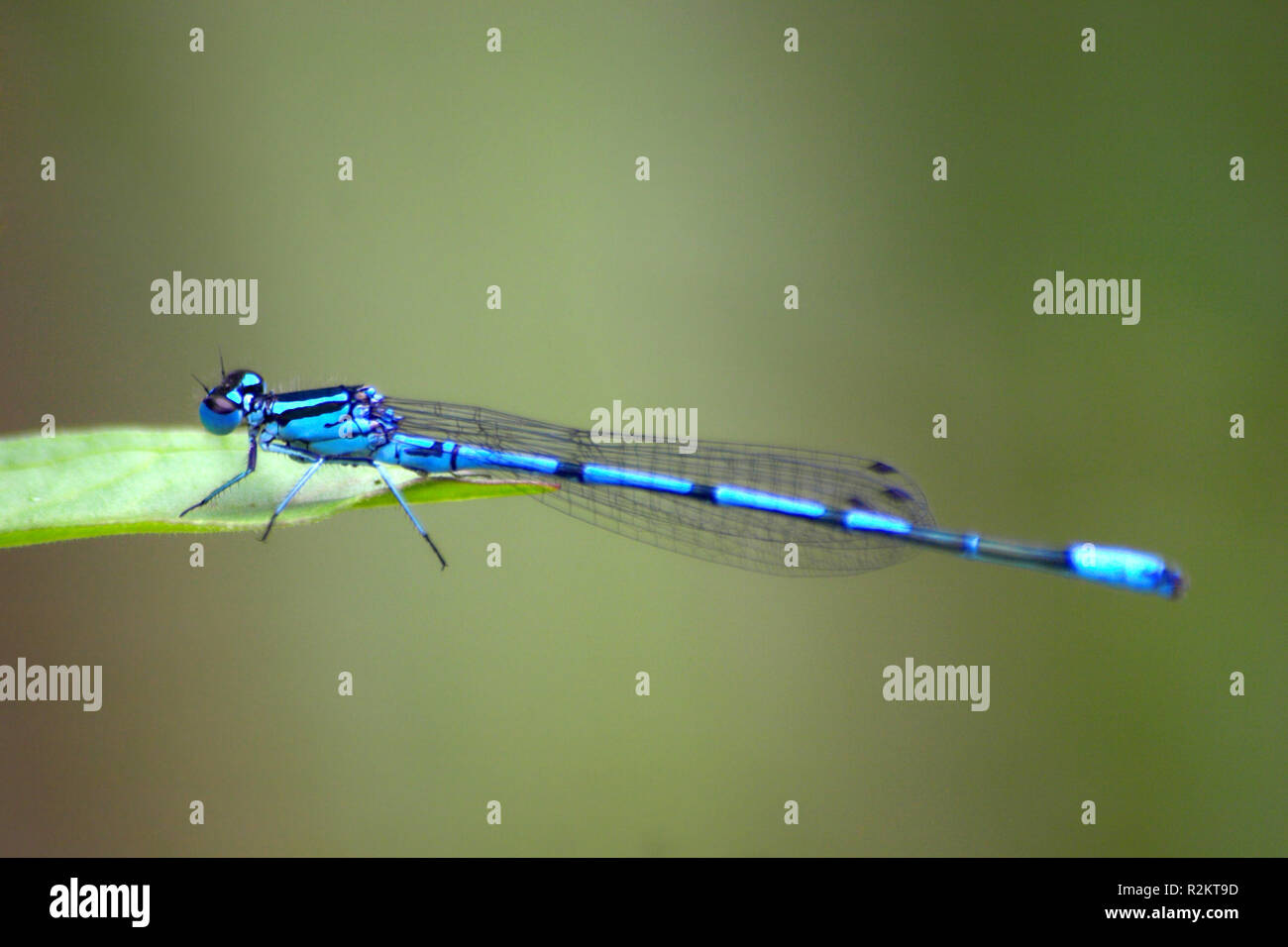 Dragonflies gardens hi-res stock photography and images - Alamy