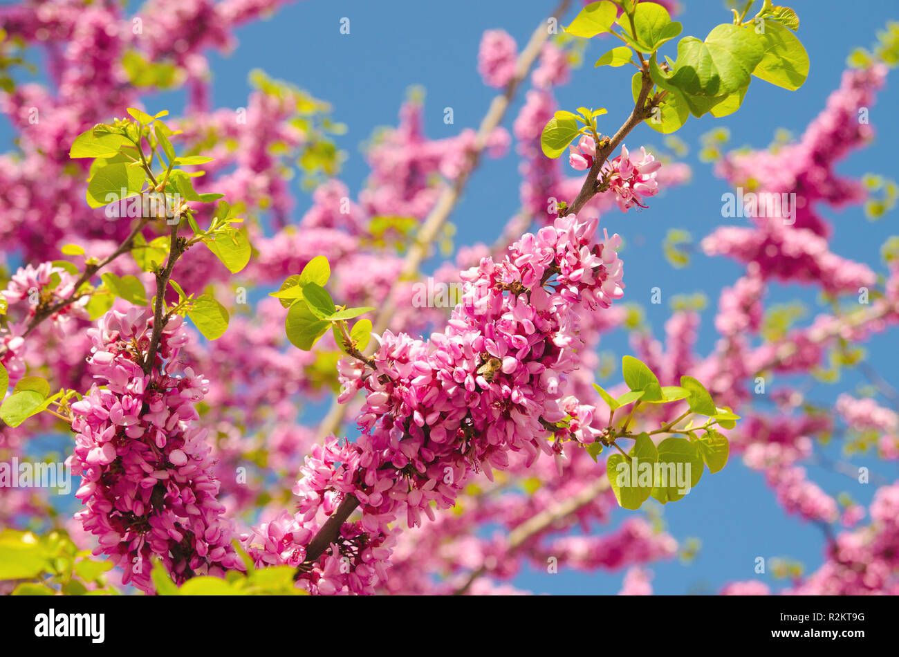 Growth bud hi-res stock photography and images - Alamy