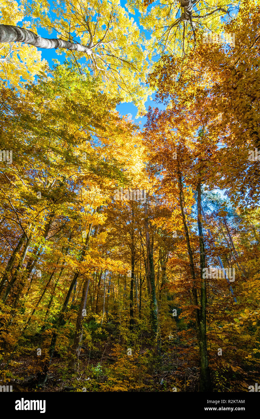Beech grove hi-res stock photography and images - Alamy