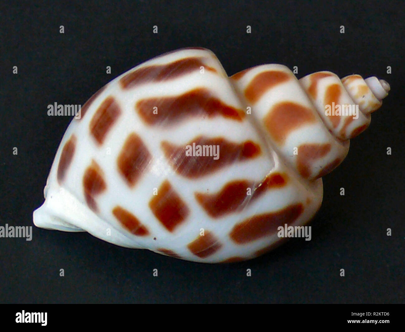 checkered cassidae (babylonia areolat Stock Photo - Alamy