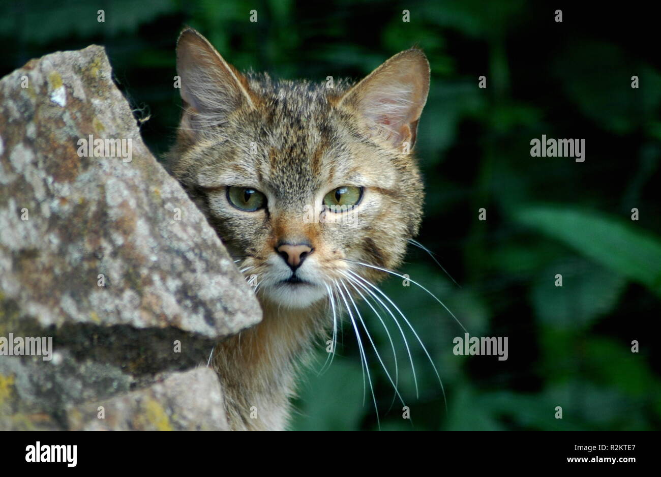 Rare wildcat hi-res stock photography and images - Alamy