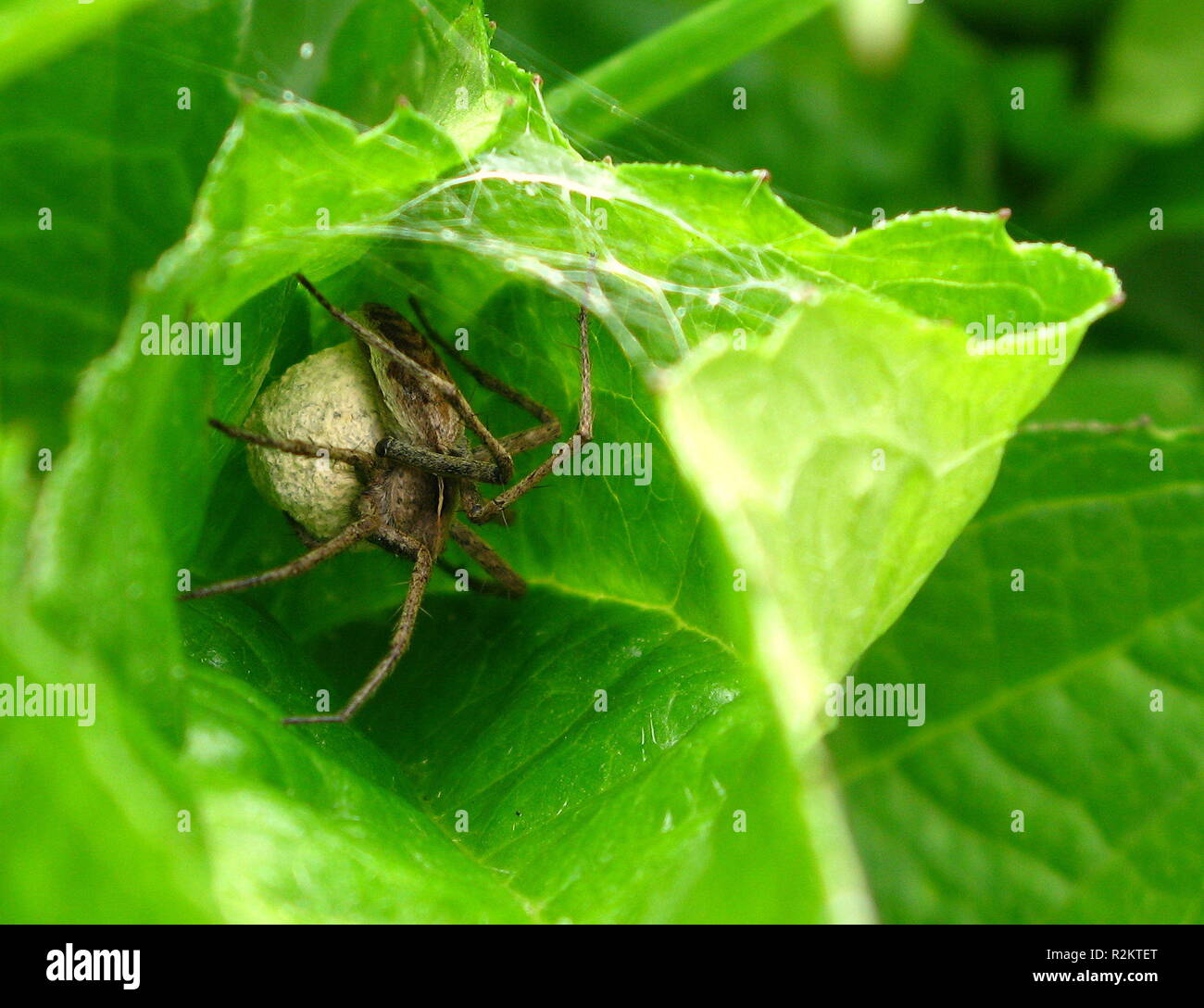 Spiders cave hi-res stock photography and images - Alamy