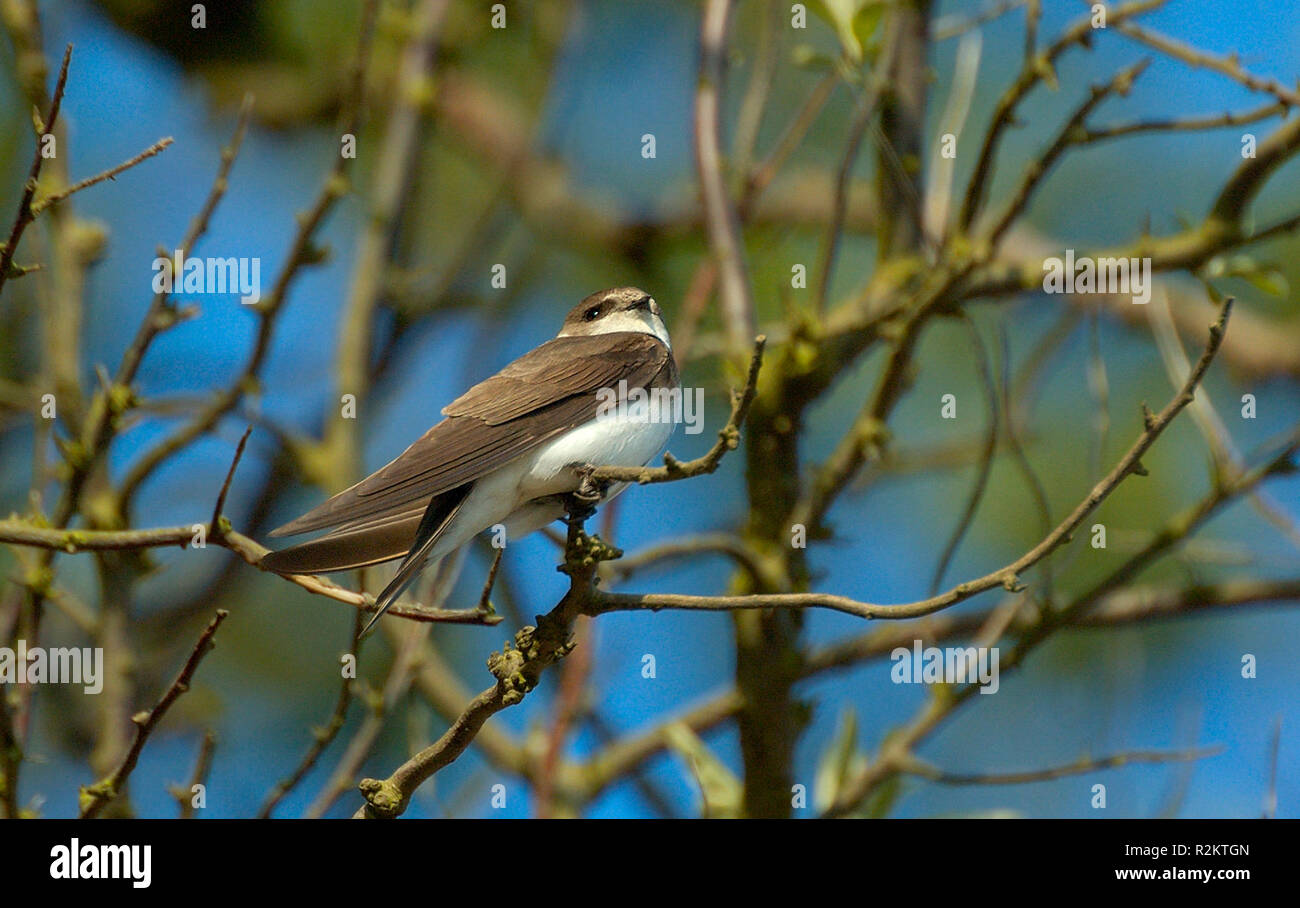 Uferschwalbe hi-res stock photography and images - Alamy