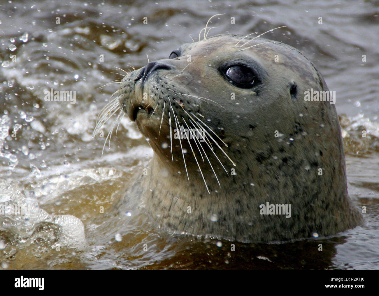 Seerobbe hi-res stock photography and images - Alamy