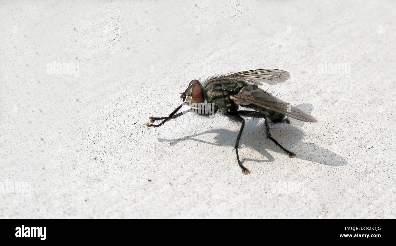 Fliegenkopf hi-res stock photography and images - Alamy