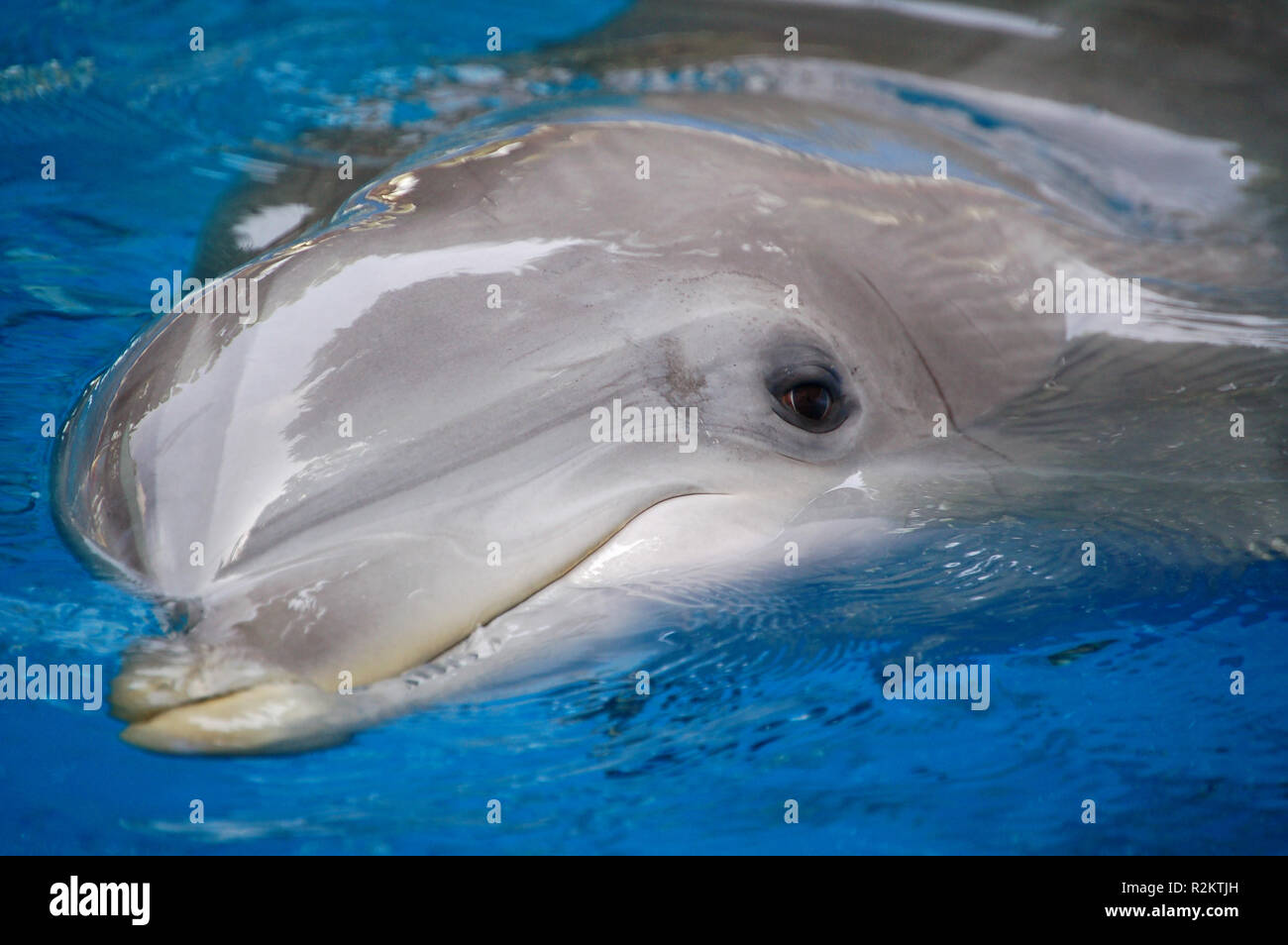 Dolphin beak dolphin face hi-res stock photography and images - Alamy