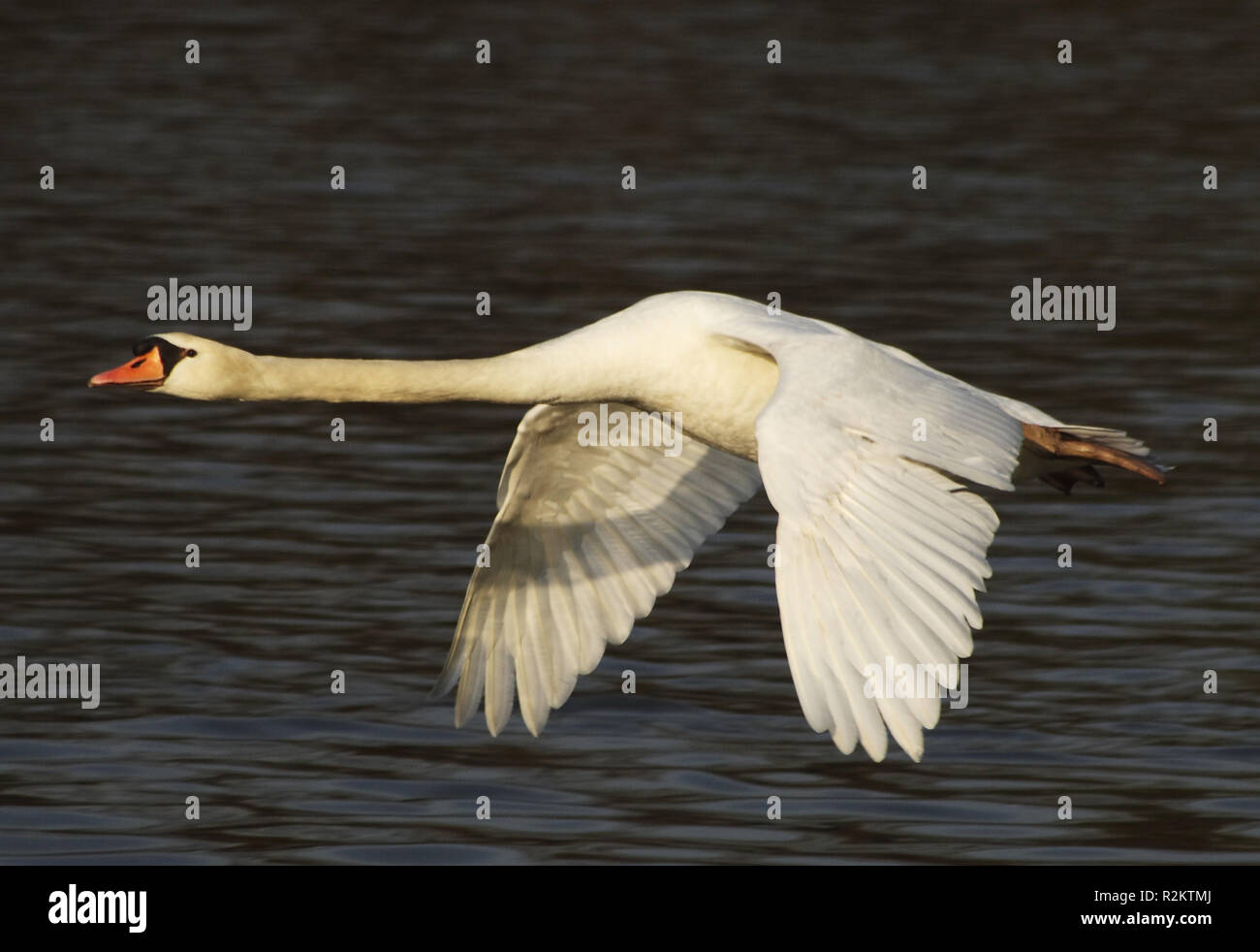 swan in flight Stock Photo - Alamy