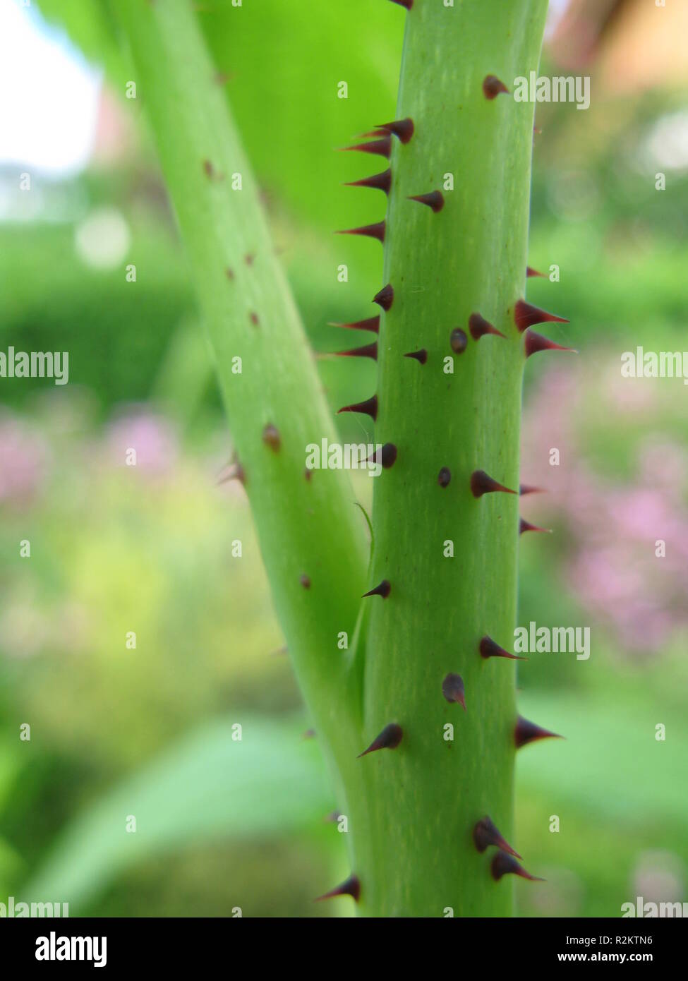 Raspberry thorns hi-res stock photography and images - Alamy
