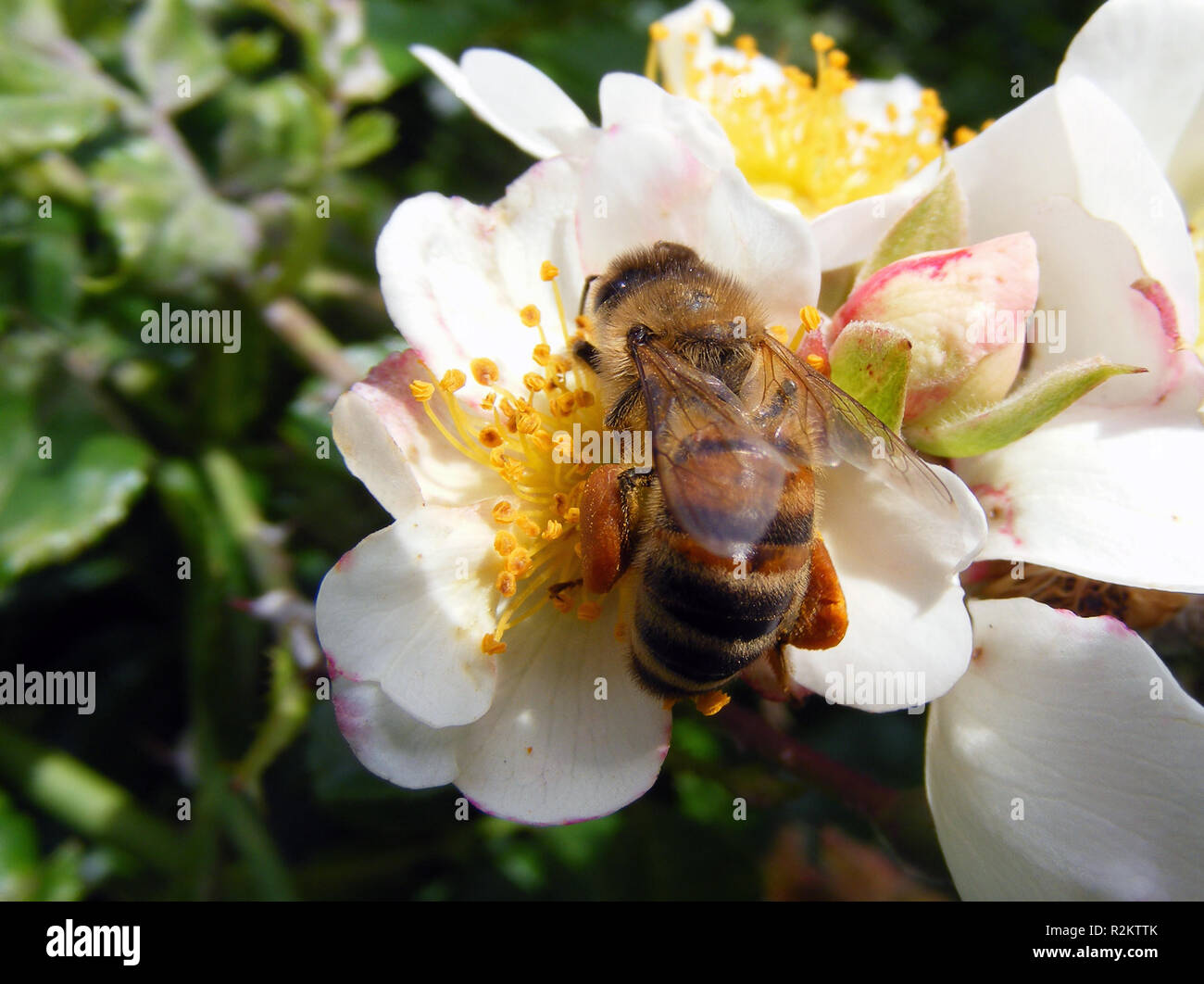 Pollen collector insects hi-res stock photography and images - Alamy