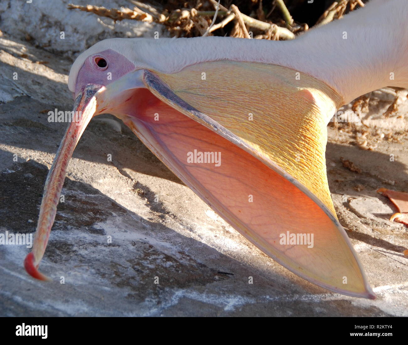 Pelican laughing hi-res stock photography and images - Alamy