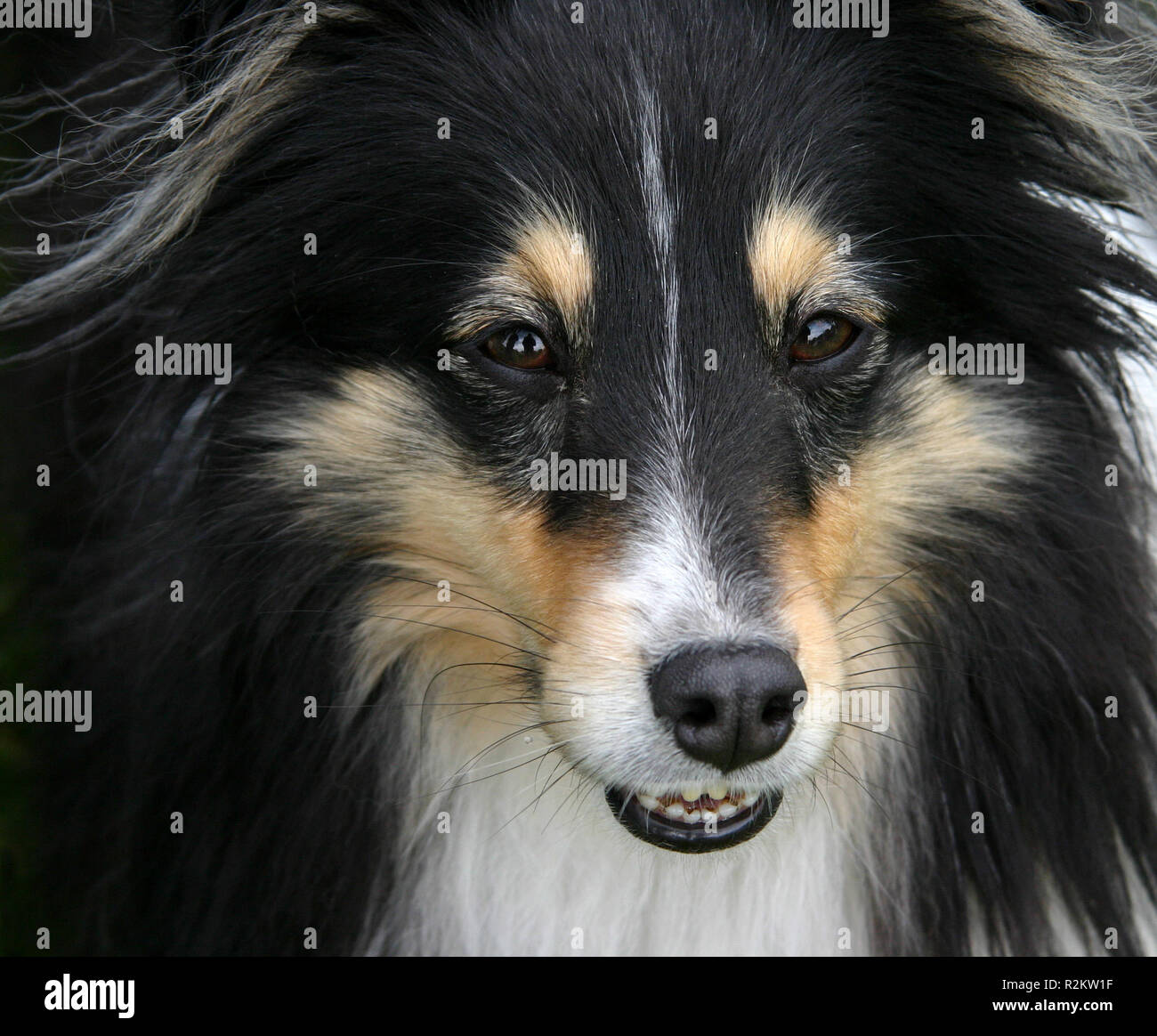 Sheltie shetland sheepdog snow hi-res stock photography and images - Alamy