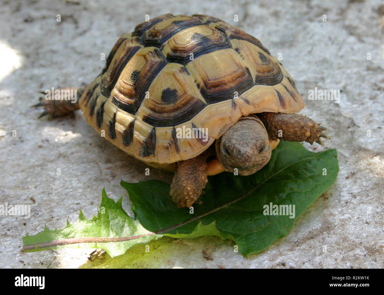 young greek tortoise Stock Photo - Alamy