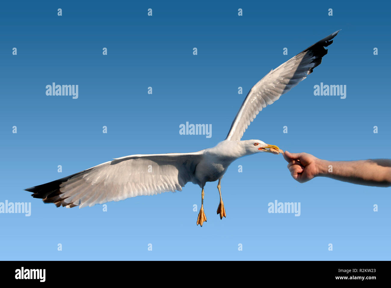 Human decoy hi-res stock photography and images - Alamy