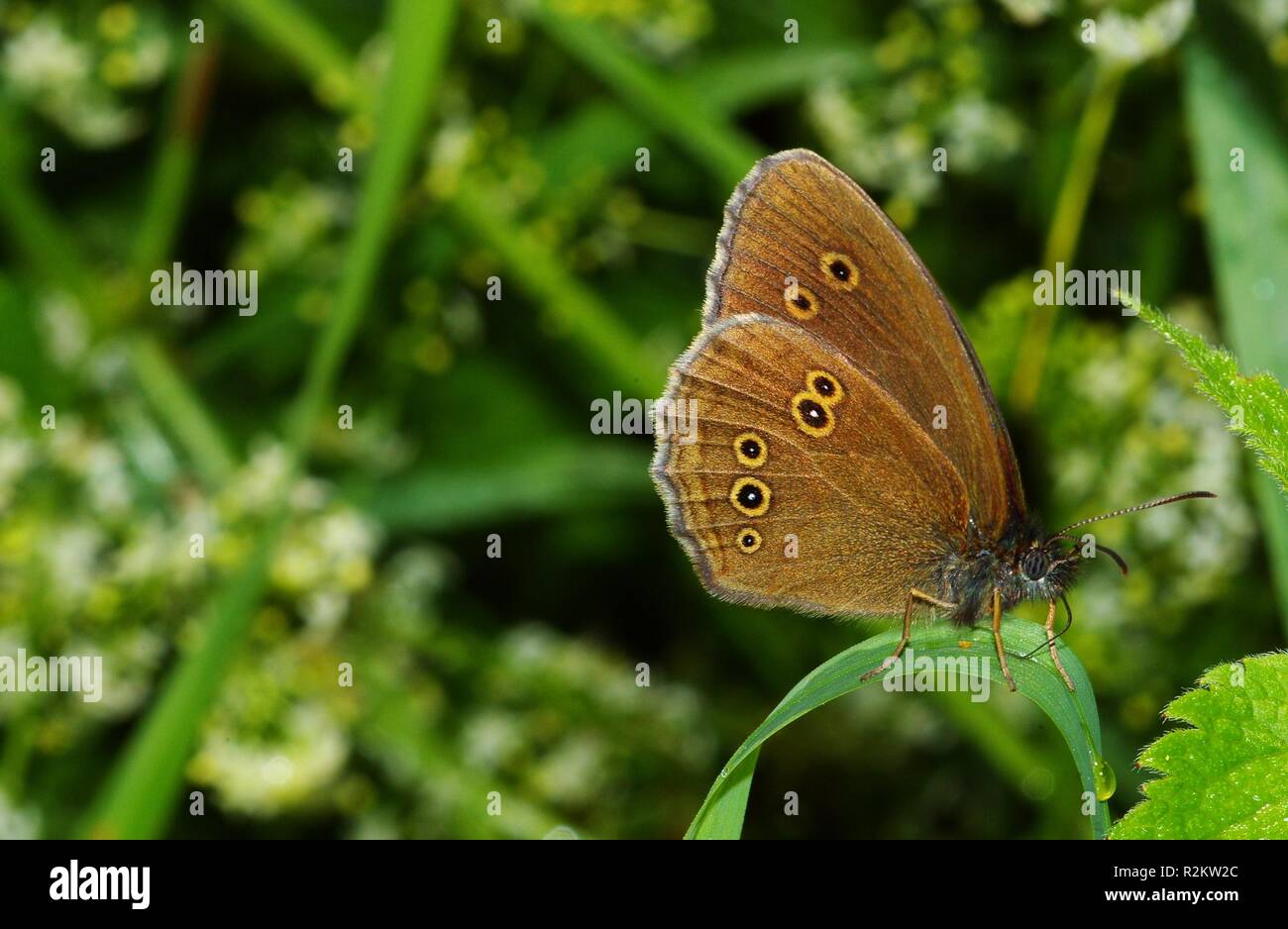Chimney sweeper butterfly hi-res stock photography and images - Alamy
