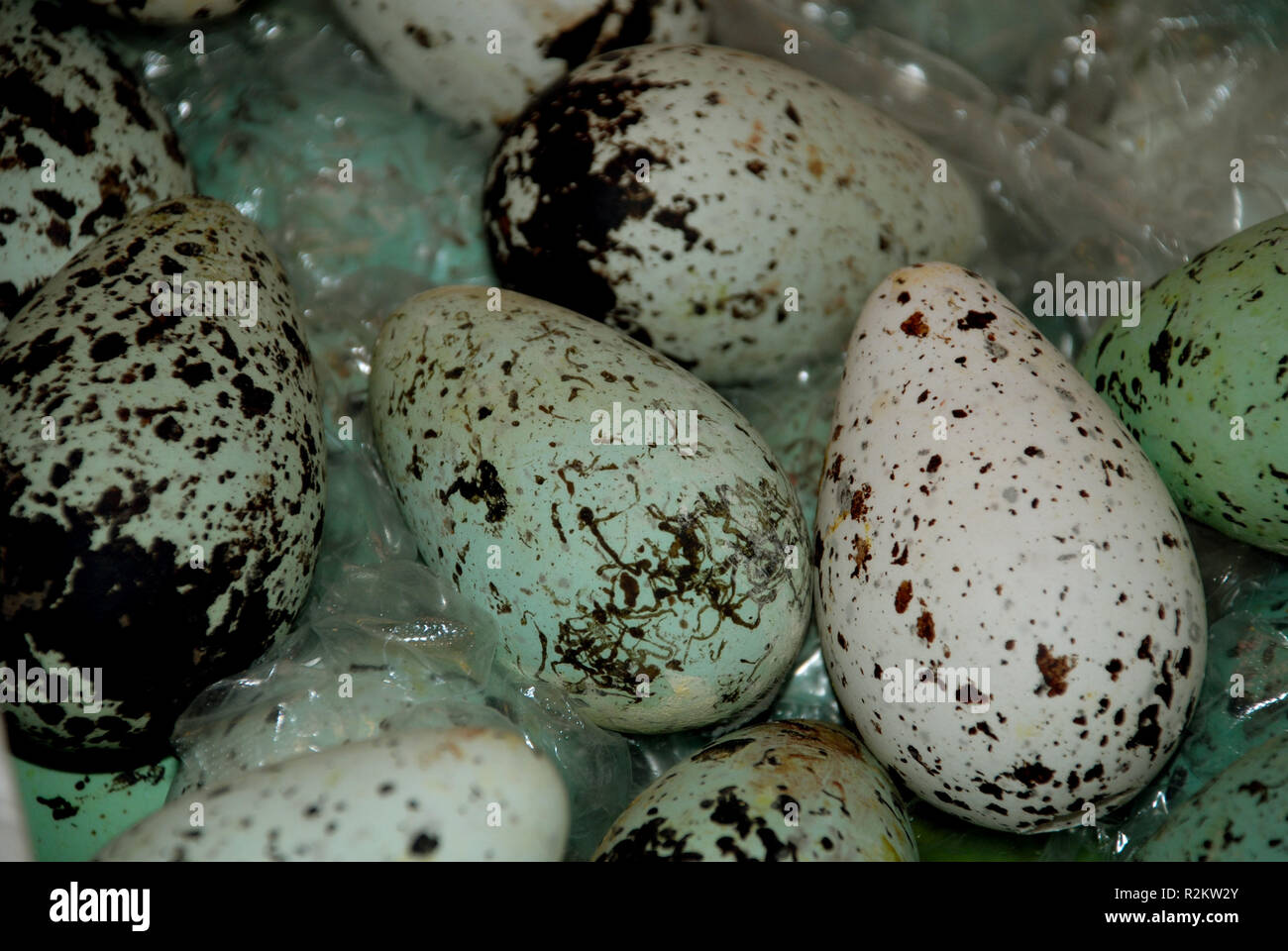 seabird eggs Stock Photo - Alamy