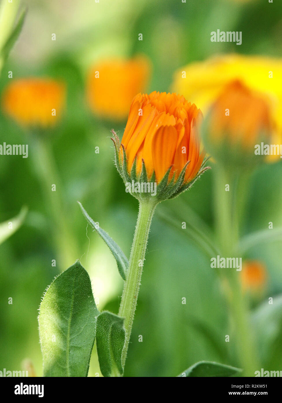 Flower ointment hi-res stock photography and images - Alamy