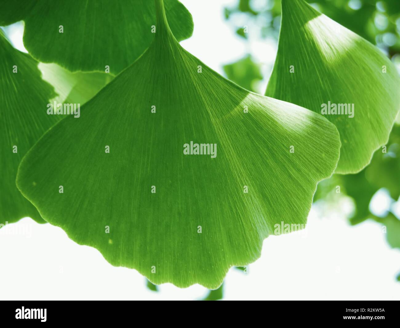 leaves the holy tree Stock Photo - Alamy