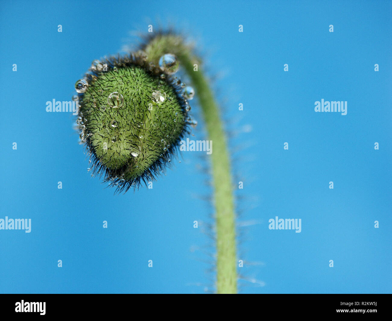 Hairy blue poppy hi-res stock photography and images - Alamy
