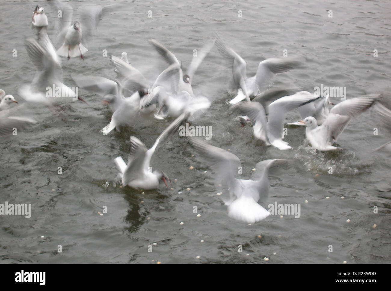 Animals fighting for food hi-res stock photography and images - Alamy