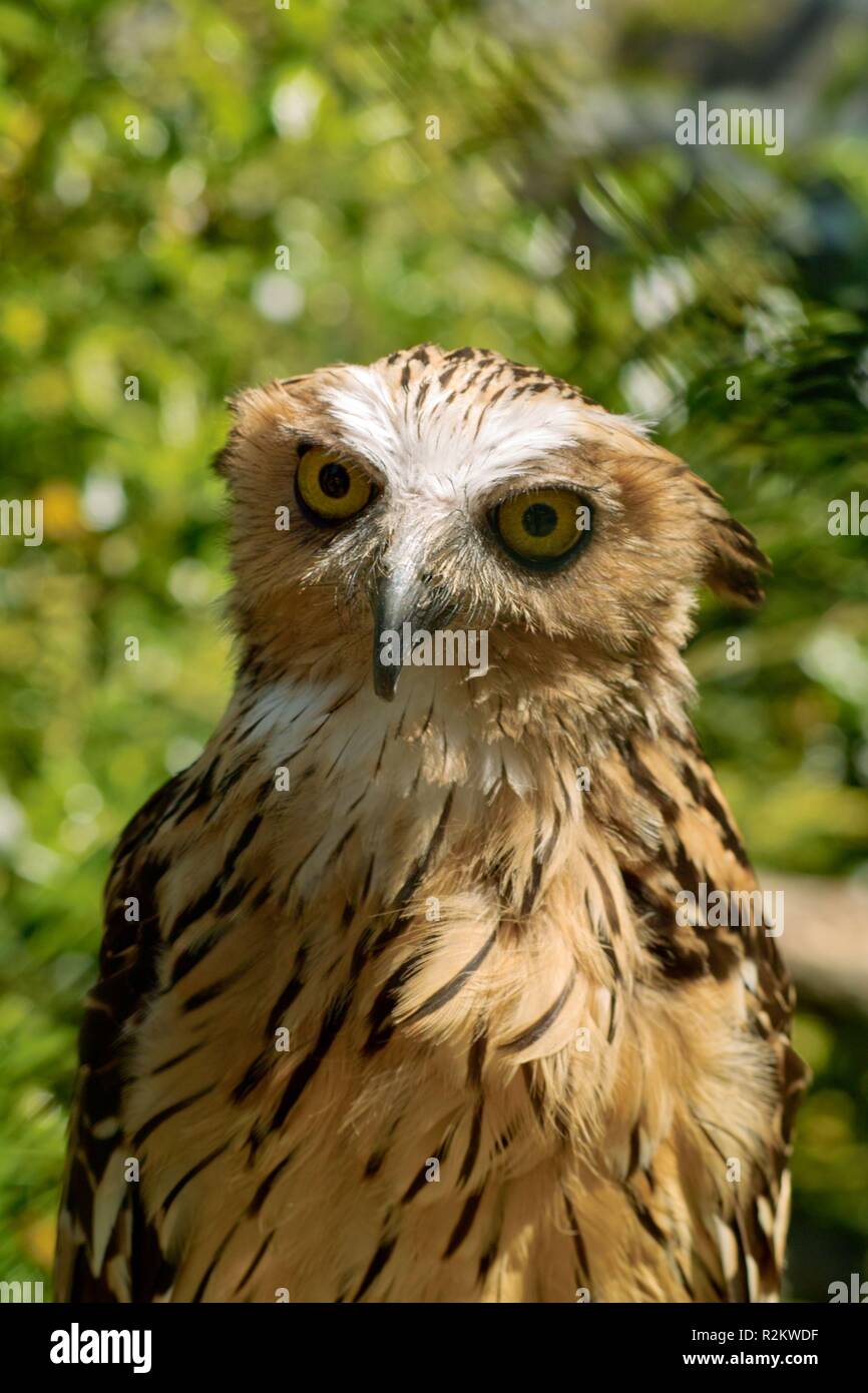 Kautz hi-res stock photography and images - Alamy