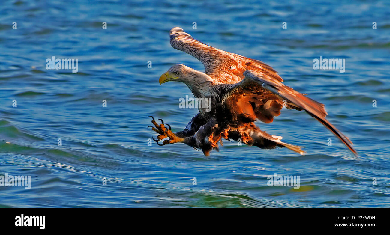Birds catching flies hi-res stock photography and images - Alamy