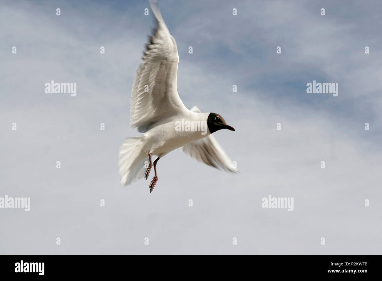 Whiz hi-res stock photography and images - Alamy