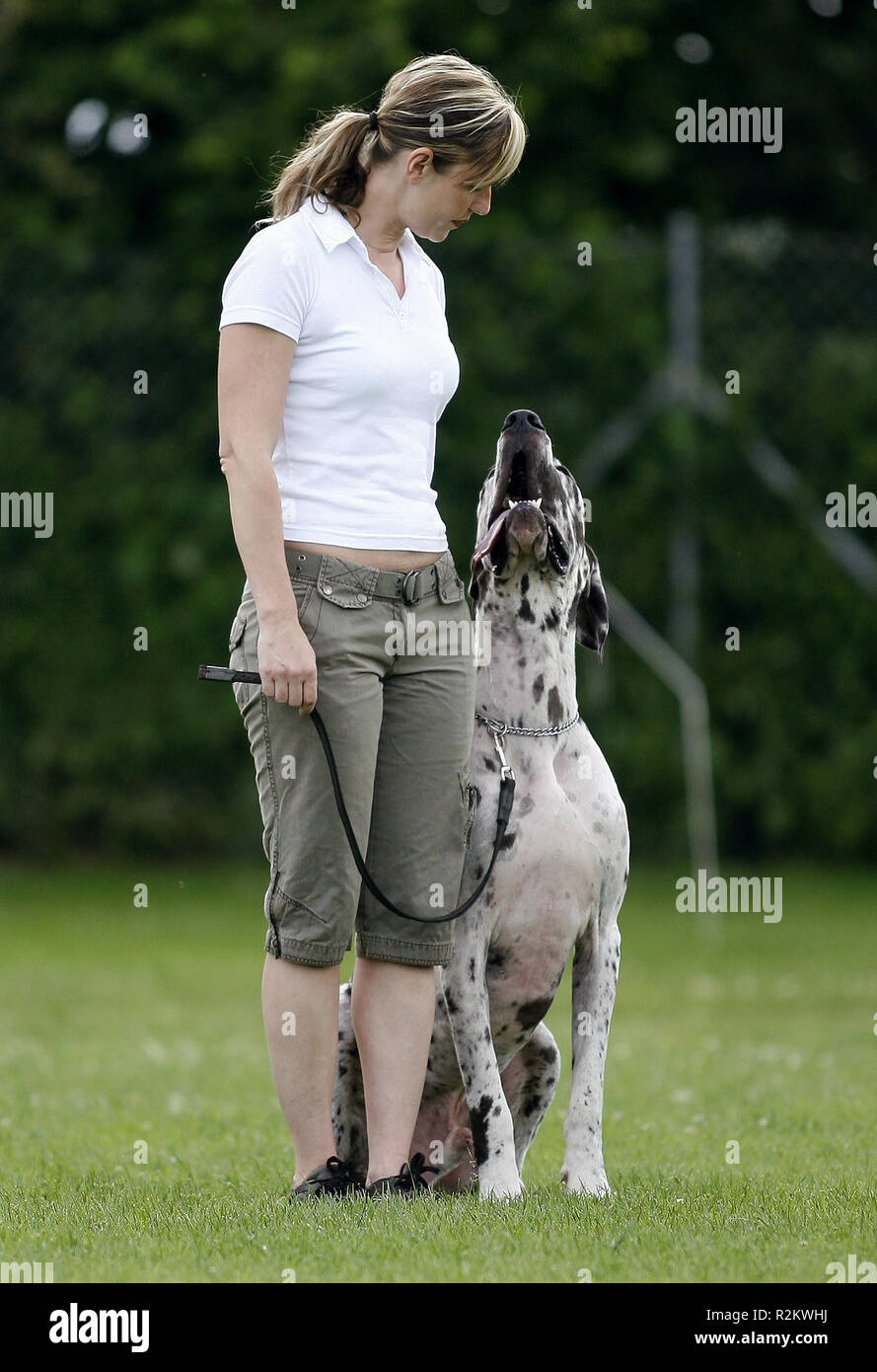 Dog at square hi-res stock photography and images - Alamy