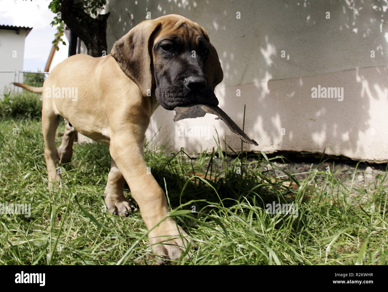 great dane puppy Stock Photo - Alamy