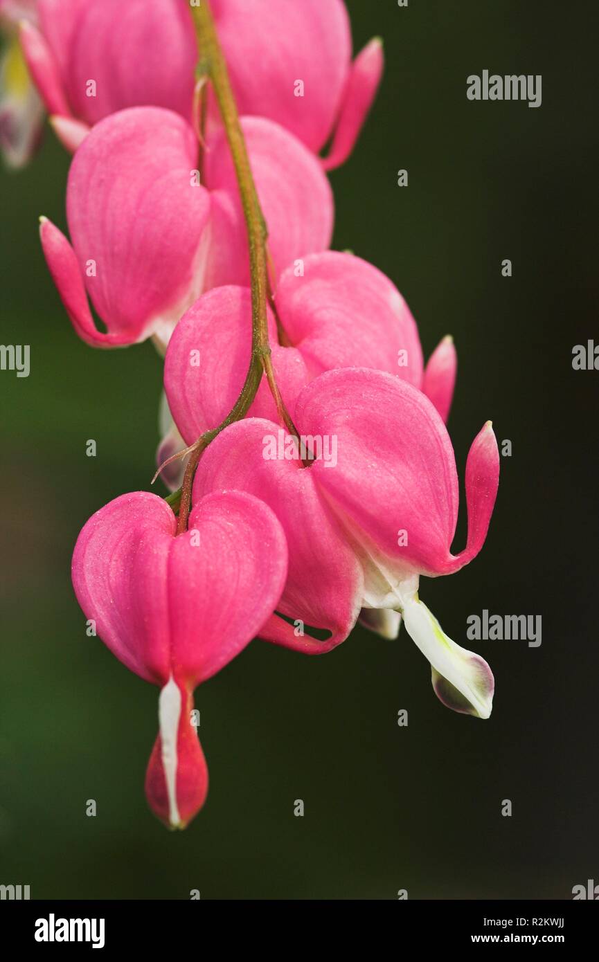 Flowery heart hi-res stock photography and images - Alamy