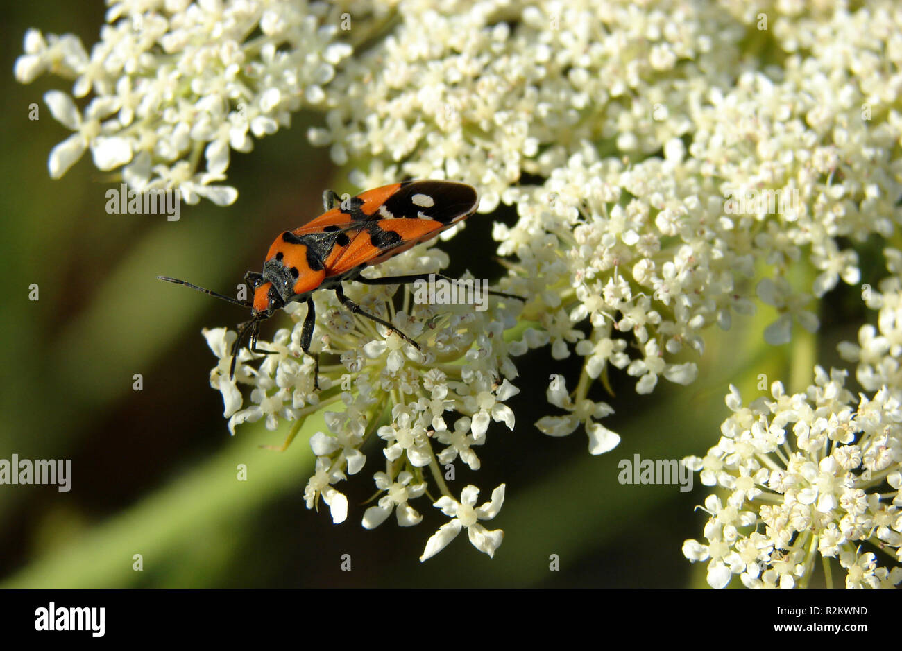 Ginger bug hi-res stock photography and images - Alamy