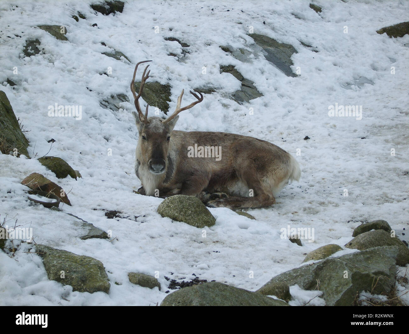 Reindeer lying in snow hi-res stock photography and images - Alamy