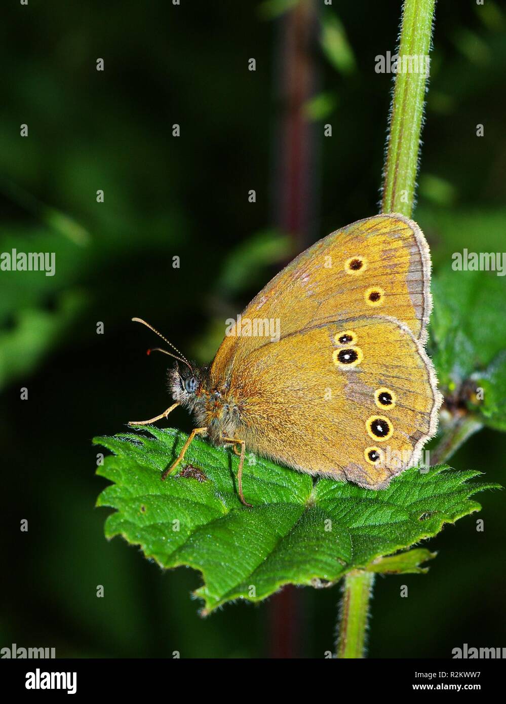 Chimney Sweeper Butterfly High Resolution Stock Photography and Images ...