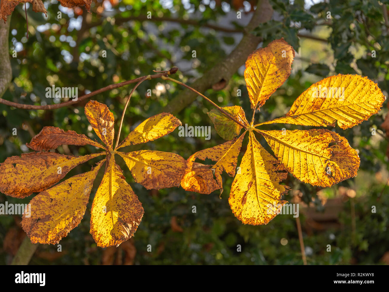 Horse chestnut tree leaves hi-res stock photography and images - Alamy