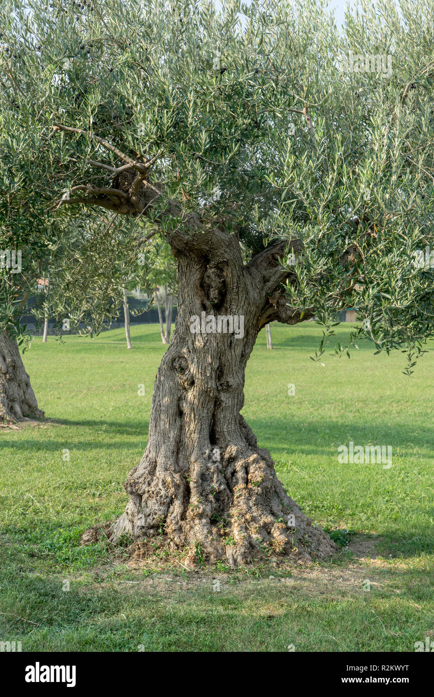 Old, knotty olive tree in the park in Sirmione in Italy Stock Photo - Alamy