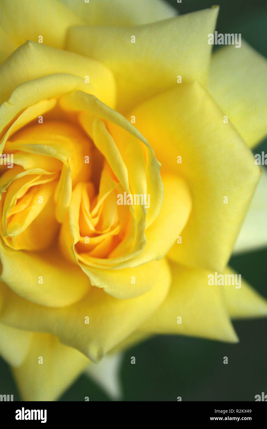 the yellow rose Stock Photo - Alamy