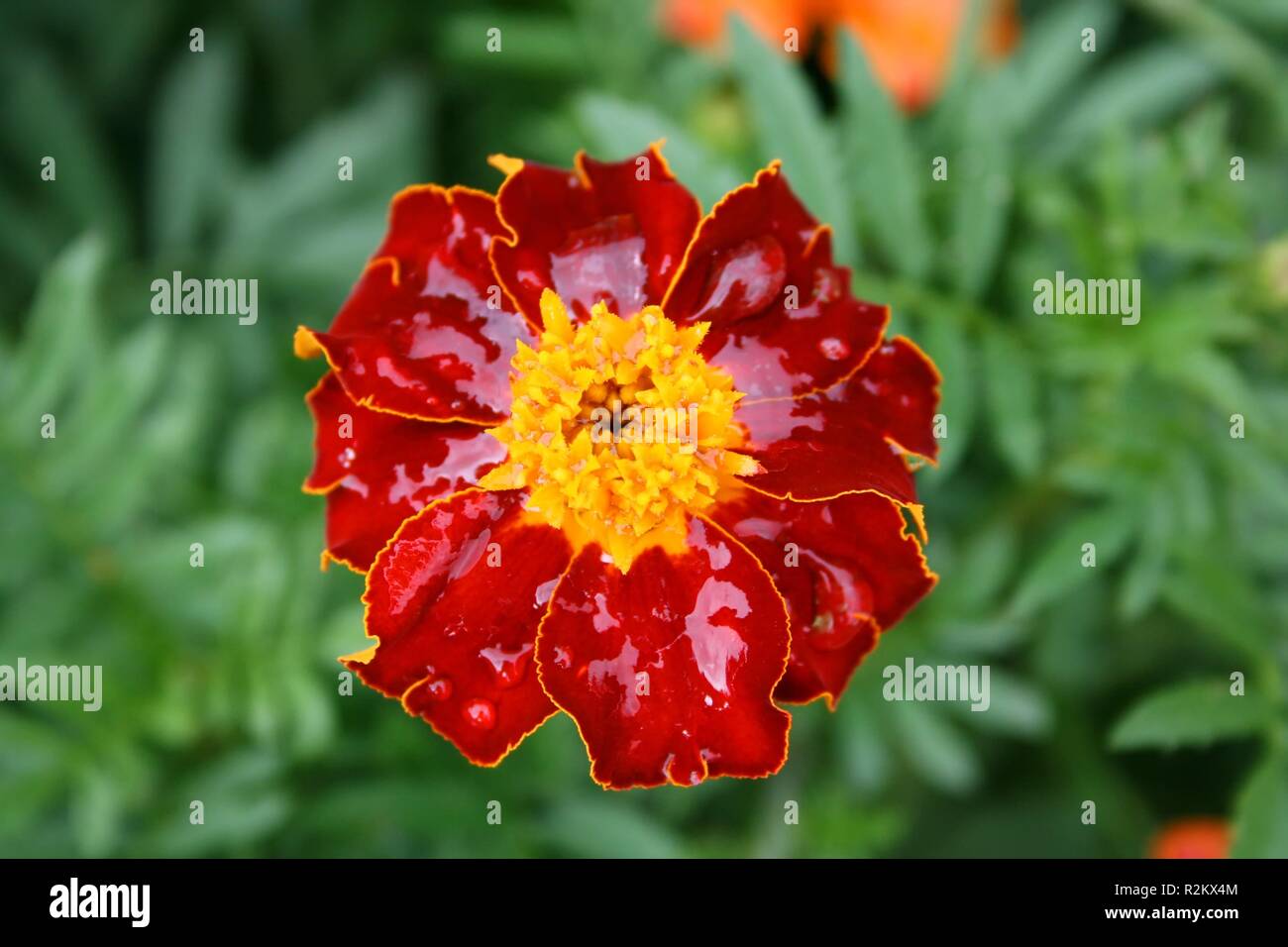 Sammetblume totenblume hi-res stock photography and images - Alamy
