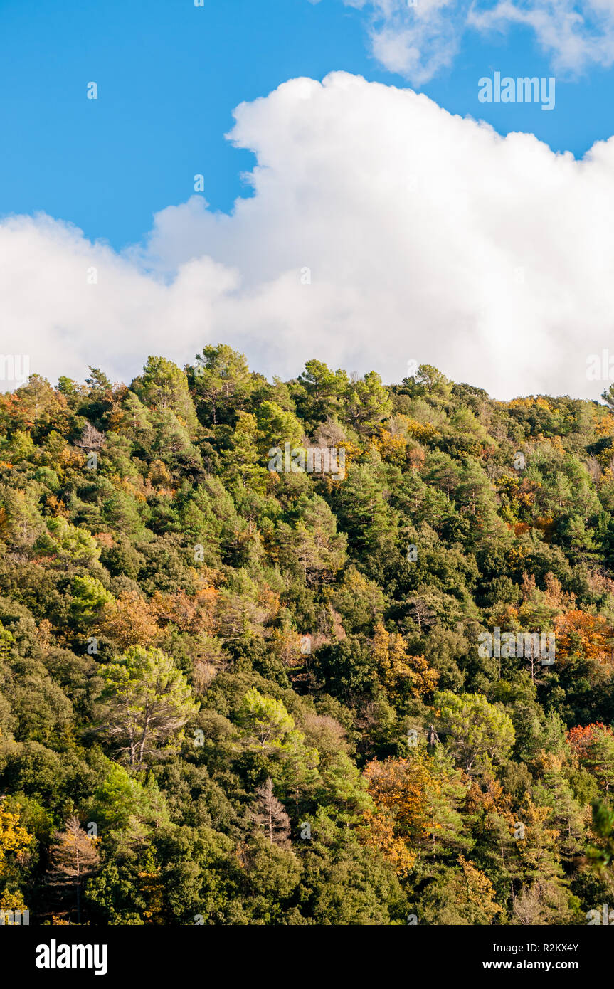 forest in autumn time with clouds and blue sky, Catalonia, Spain Stock ...
