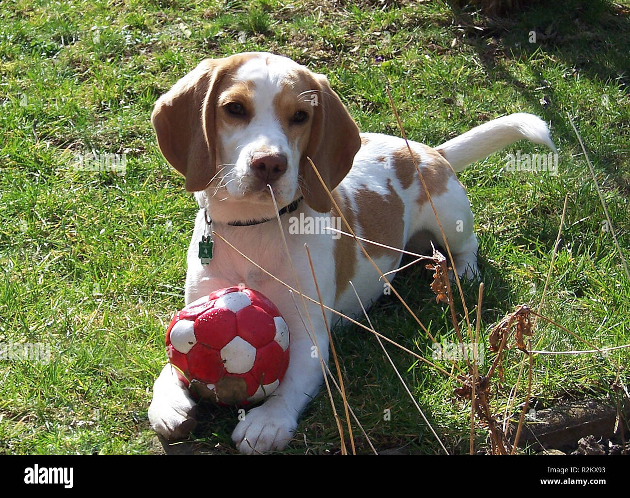 beagle in the garden Stock Photo - Alamy
