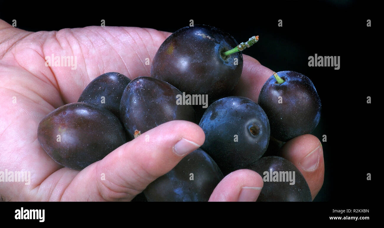 Quetsche plums hi-res stock photography and images - Alamy