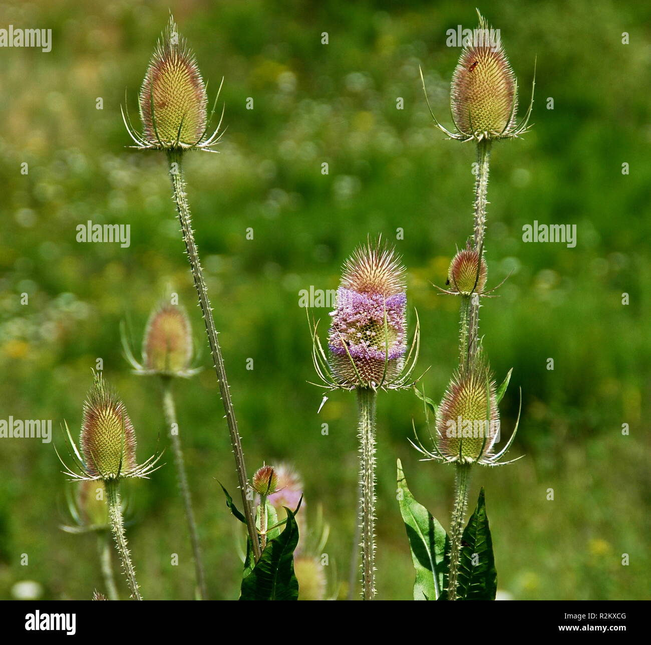 Tease plant hi-res stock photography and images - Alamy