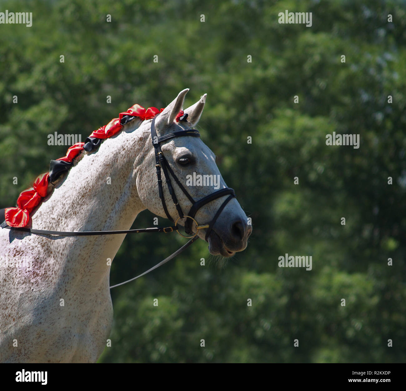 Arabisches pferd hi-res stock photography and images - Alamy