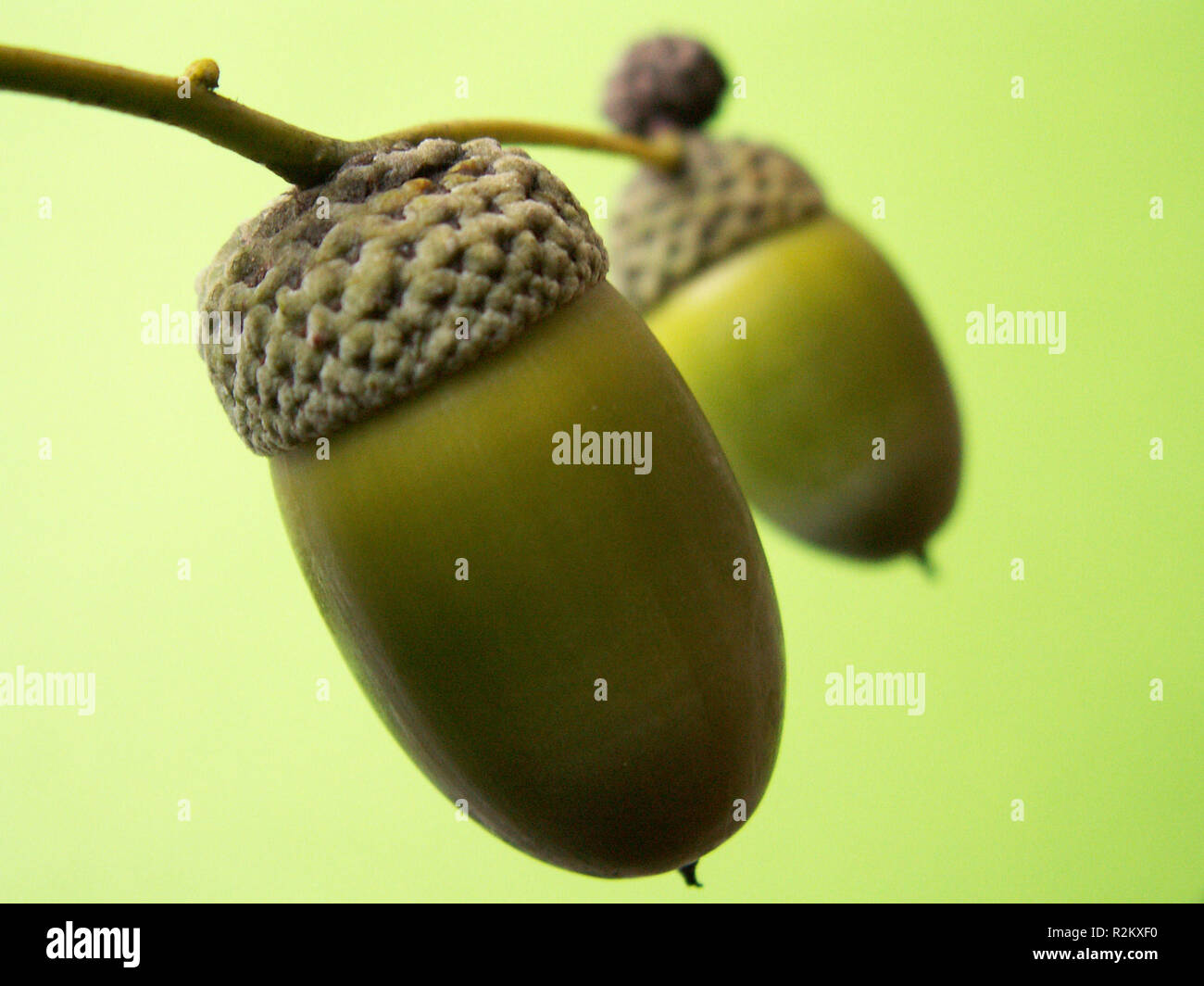 Two acorns hi-res stock photography and images - Alamy