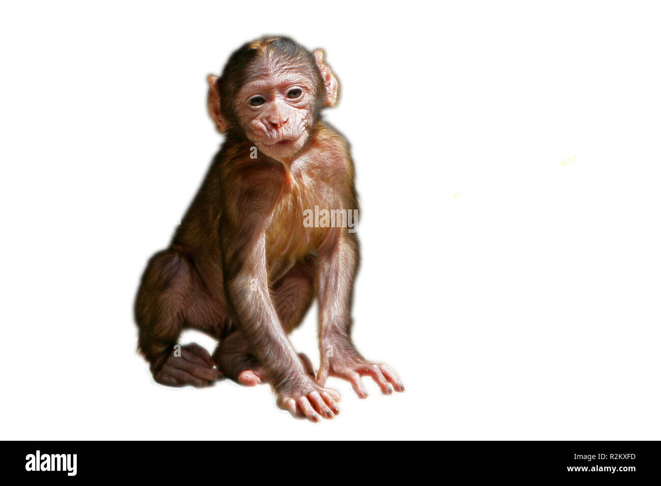Monkey wrinkles hi-res stock photography and images - Alamy