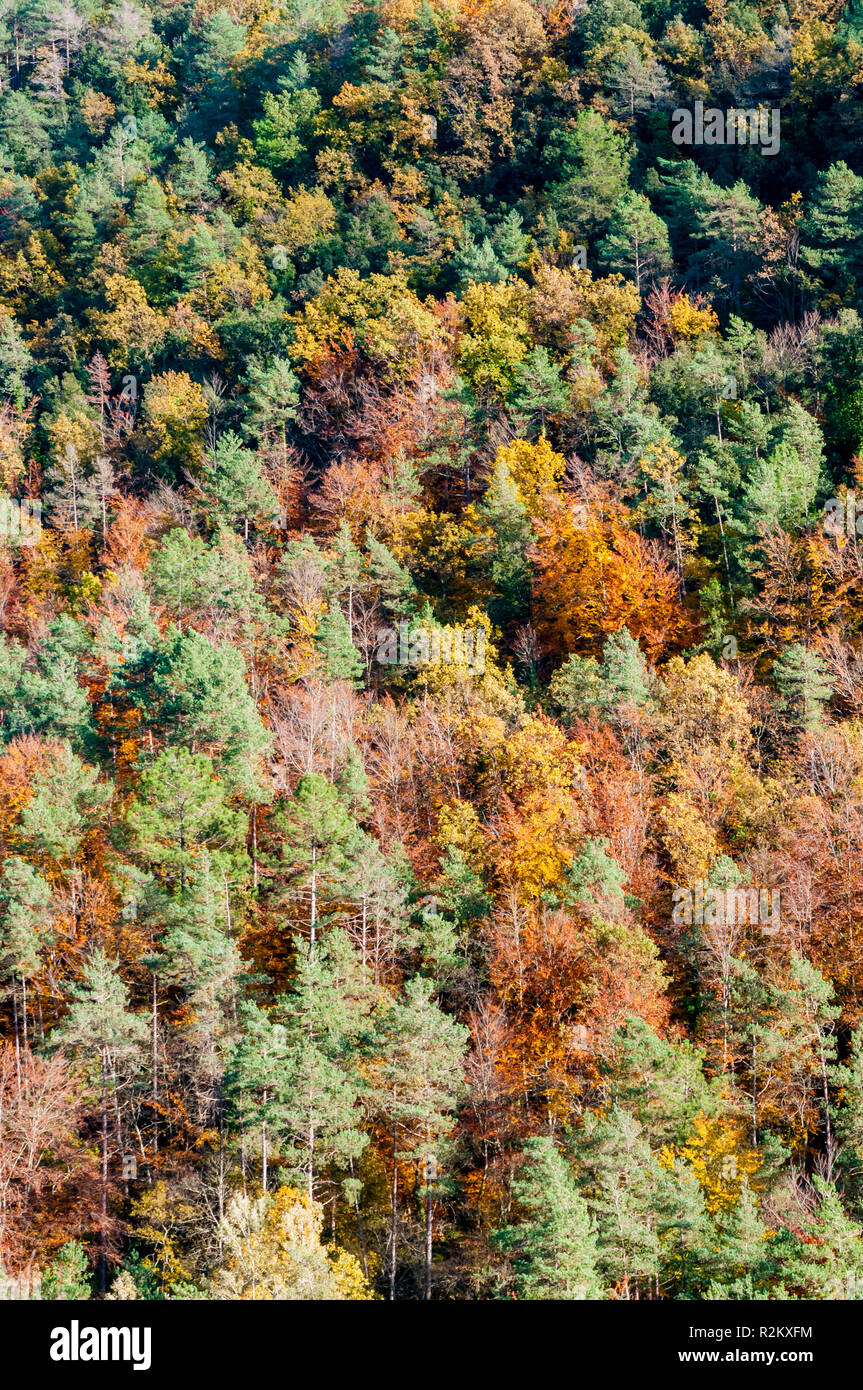 forest in autumn time, Catalonia, Spain Stock Photo - Alamy