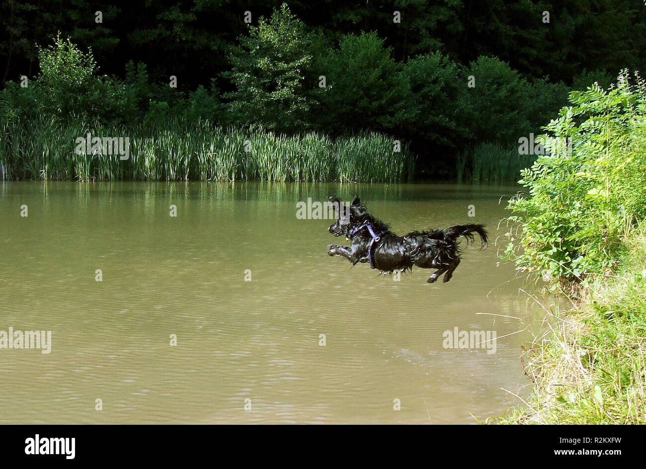 willys jump 2 Stock Photo - Alamy